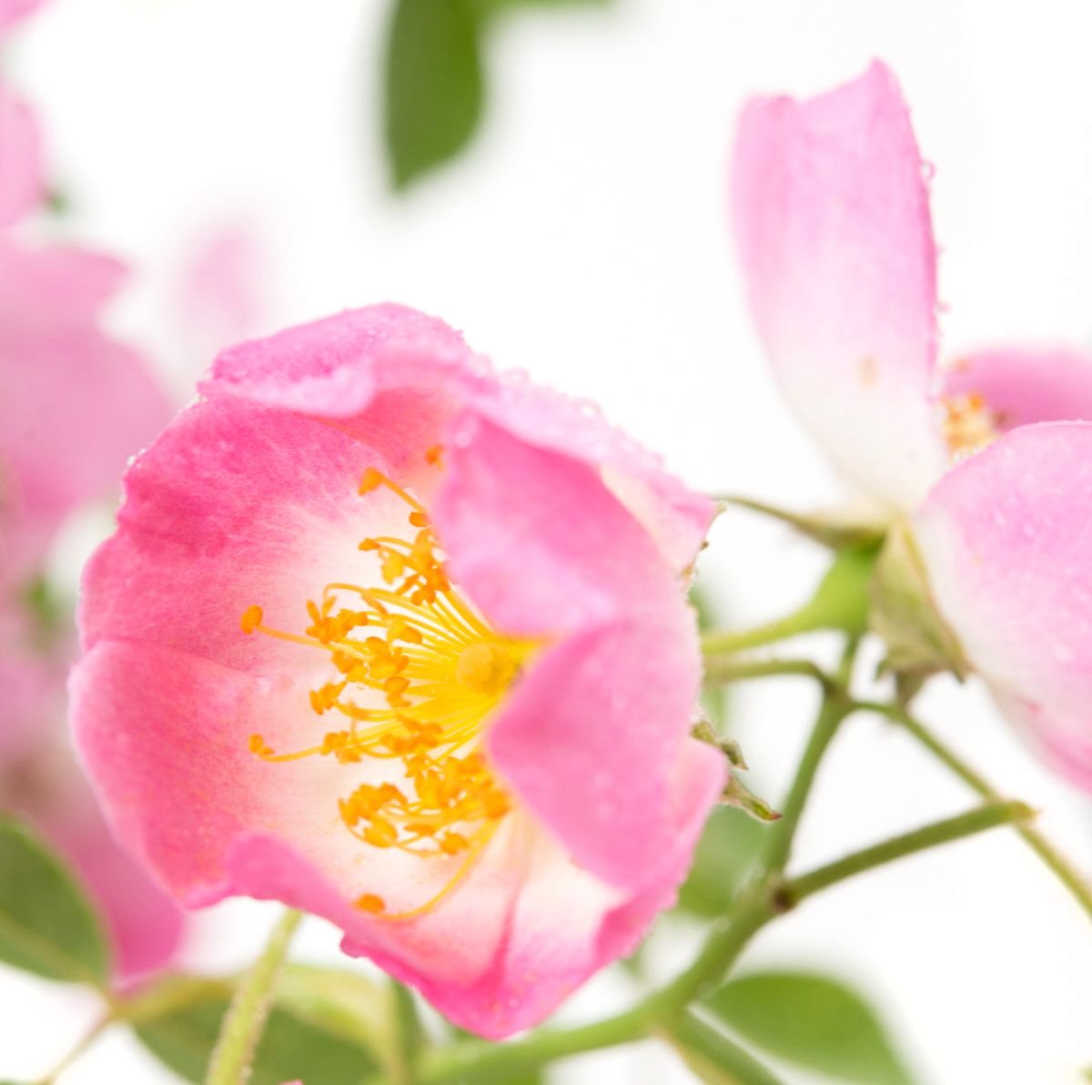 Kletterrose Kew Rambler - Rosa Kew Rambler günstig kaufen