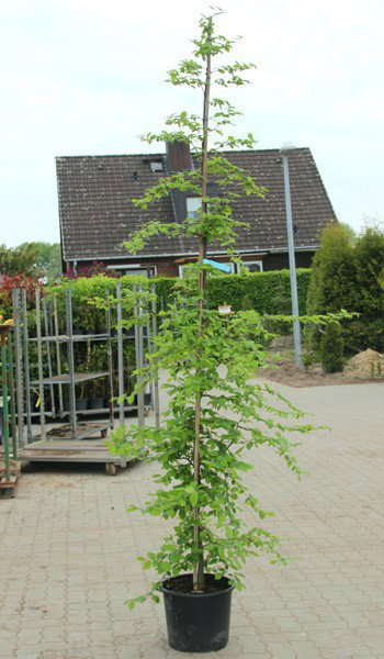 Hainbuche, Carpinus betulus, Hainbuchenhecke günstig online kaufen