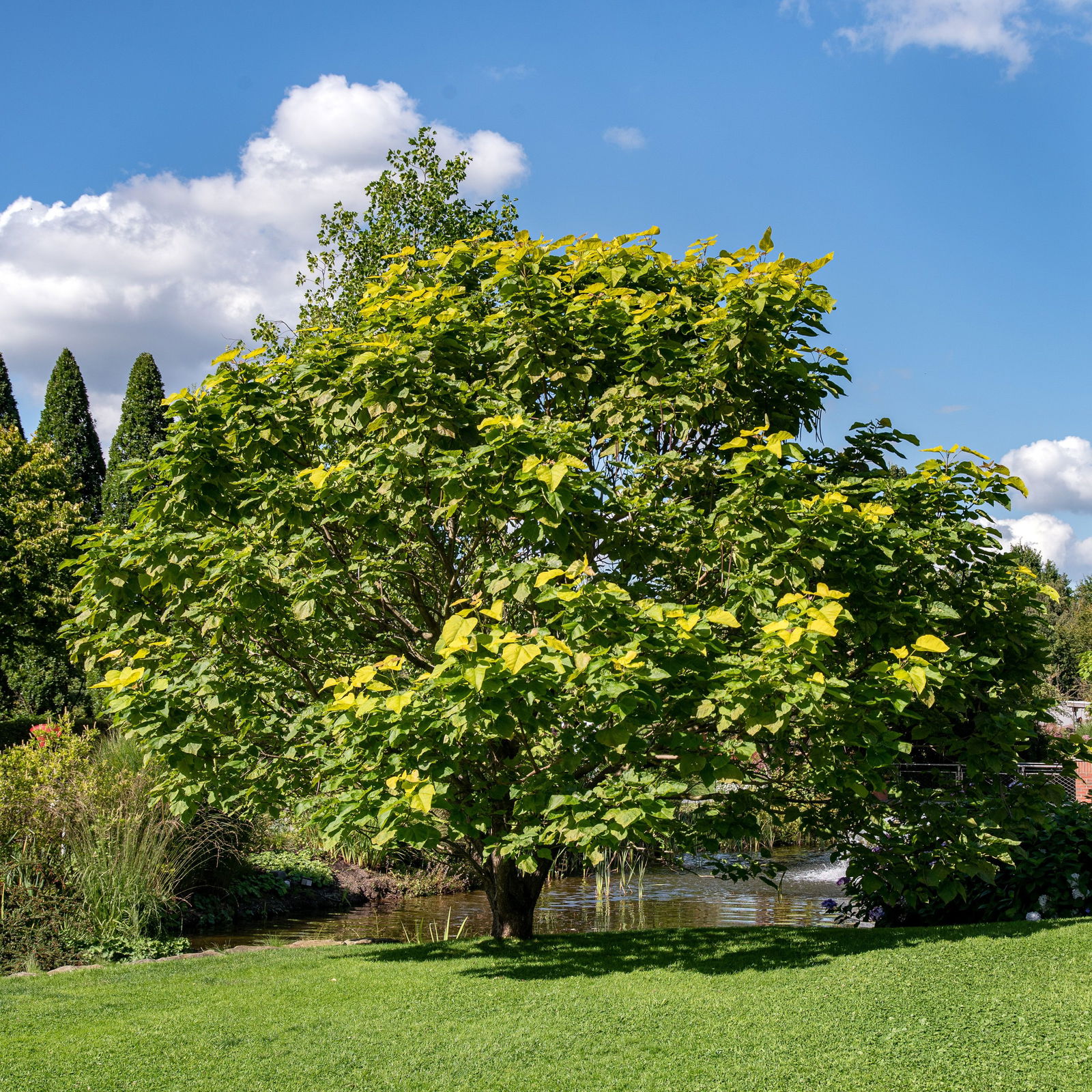 Trompetenbaum - Catalpa bignonioides | jetzt günstig online kaufen!
