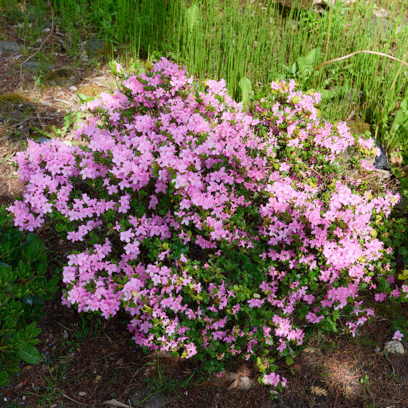 Japanische Azalee Betty Muir - Rhododendron obtusum Betty Muir günstig ...