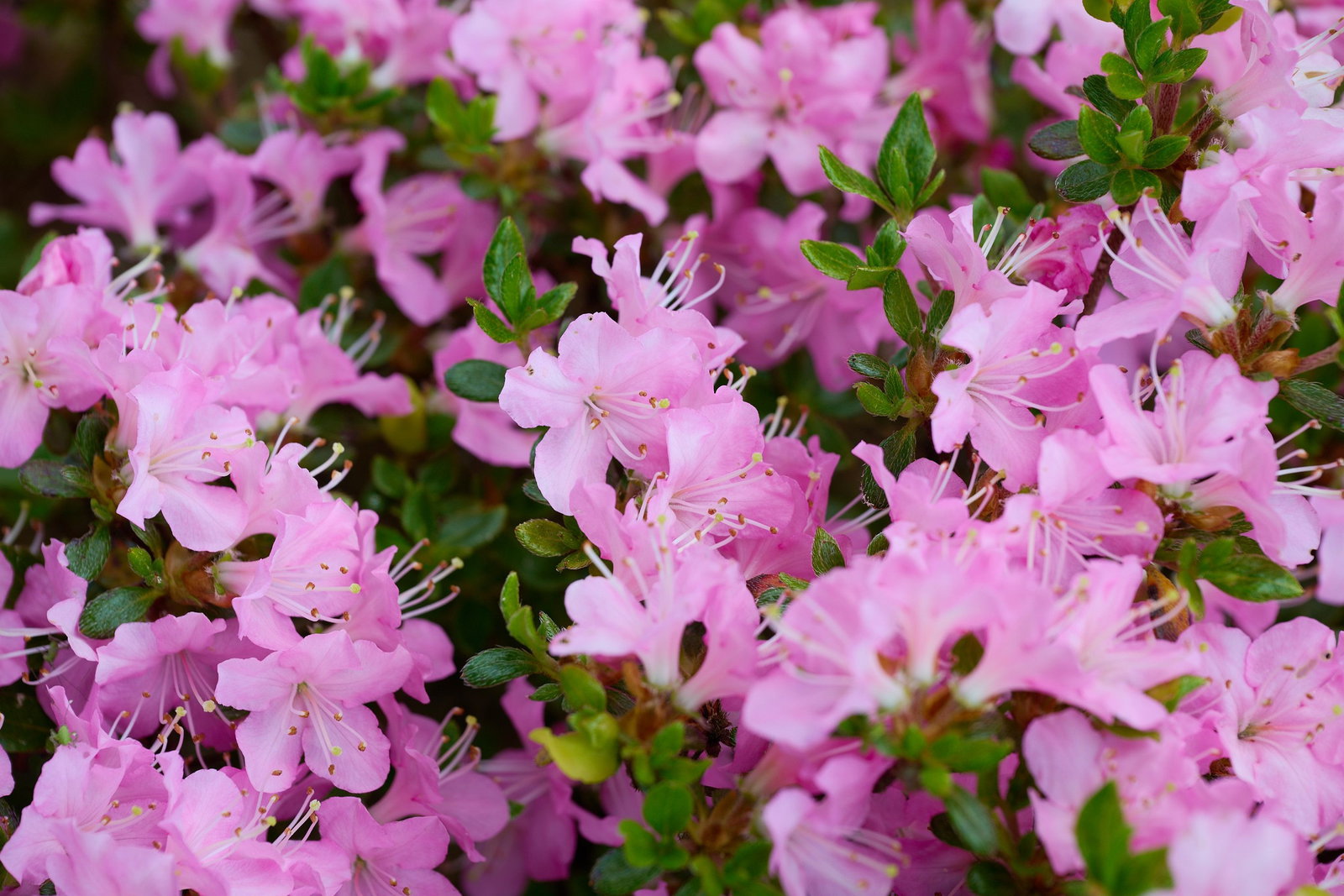 Japanische Azalee Betty Muir - Rhododendron obtusum Betty Muir günstig ...