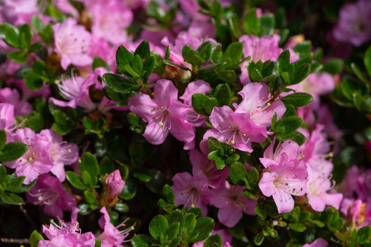 Japanische Azalee Betty Muir - Rhododendron obtusum Betty Muir günstig ...
