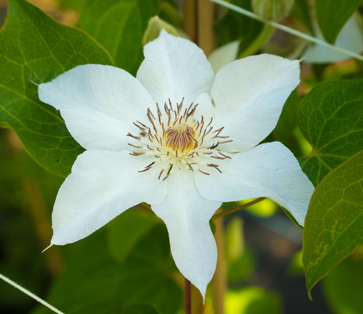 Waldrebe Valge Daam - Clematis Valge Daam günstig kaufen