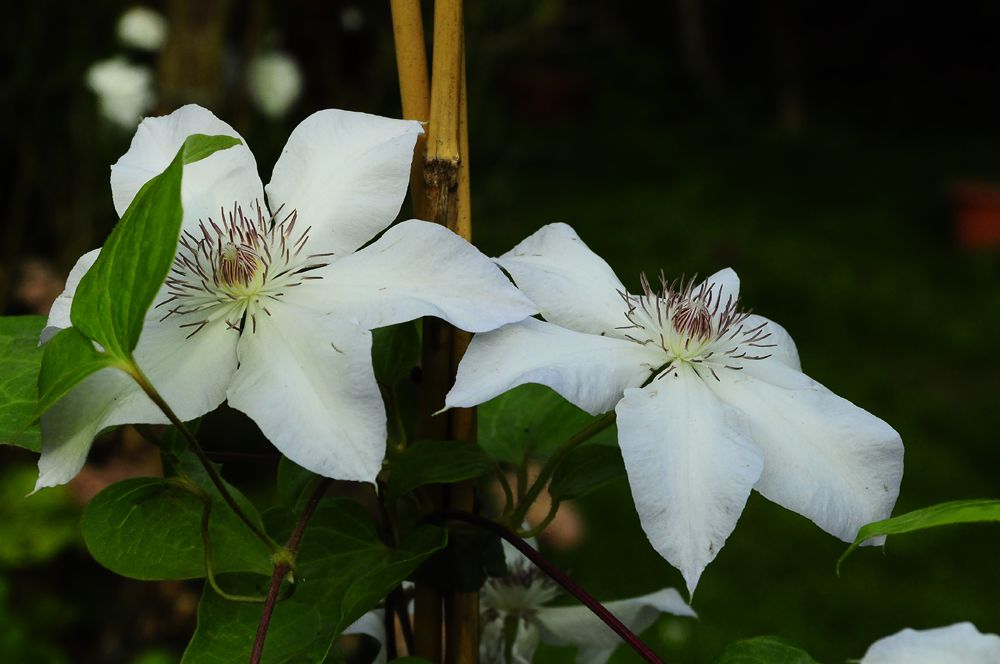 Waldrebe Valge Daam - Clematis Valge Daam günstig kaufen