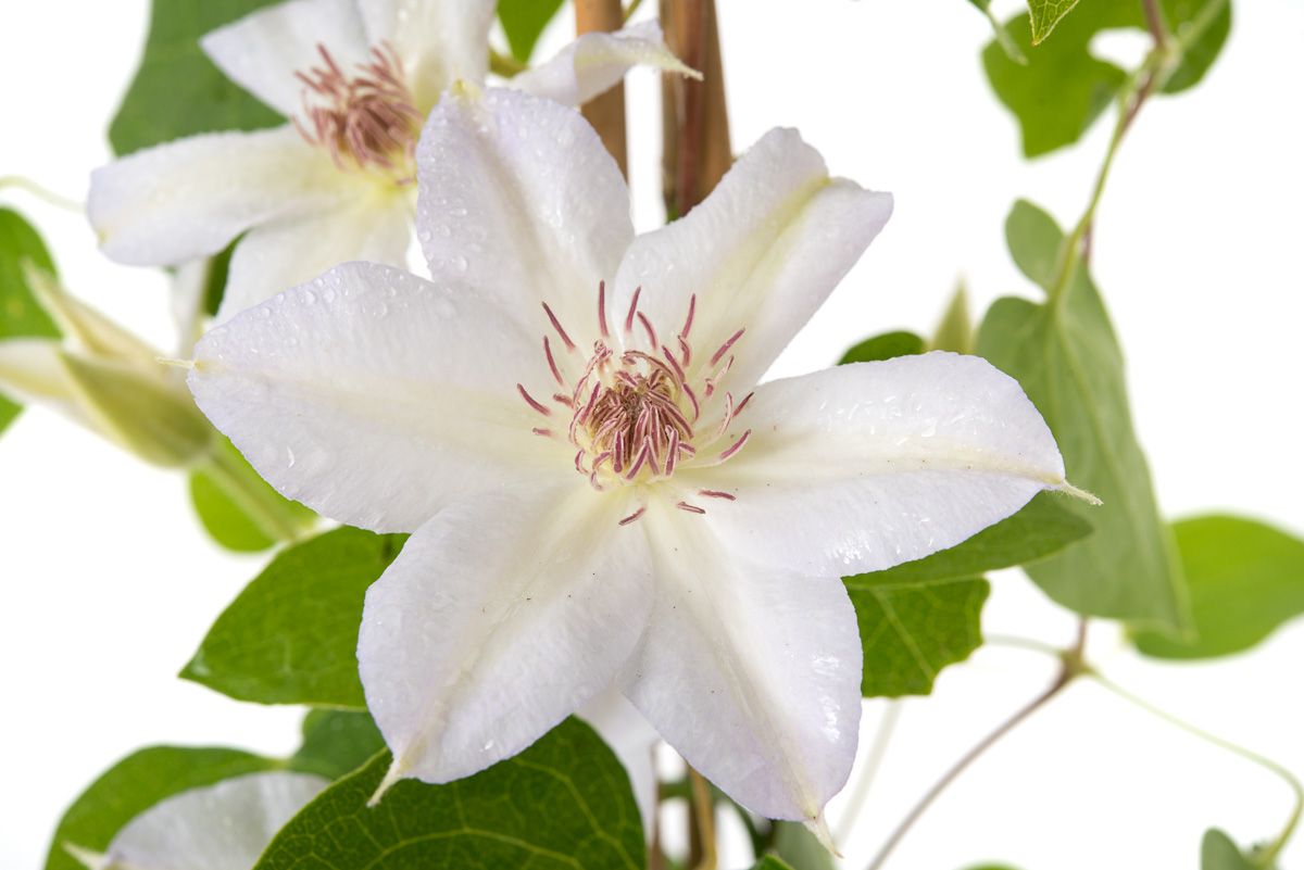 Waldrebe Valge Daam - Clematis Valge Daam günstig kaufen