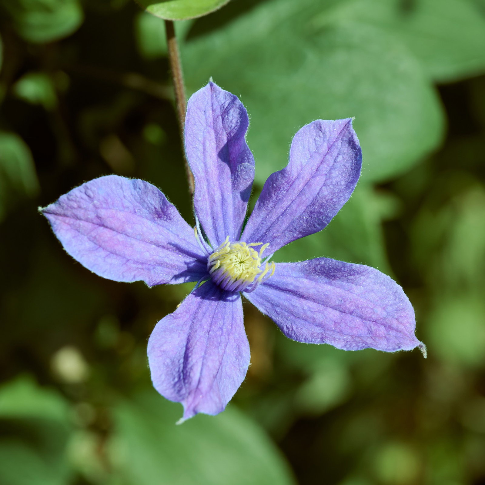 Waldrebe Arabella - Clematis integrifolia Arabella günstig kaufen