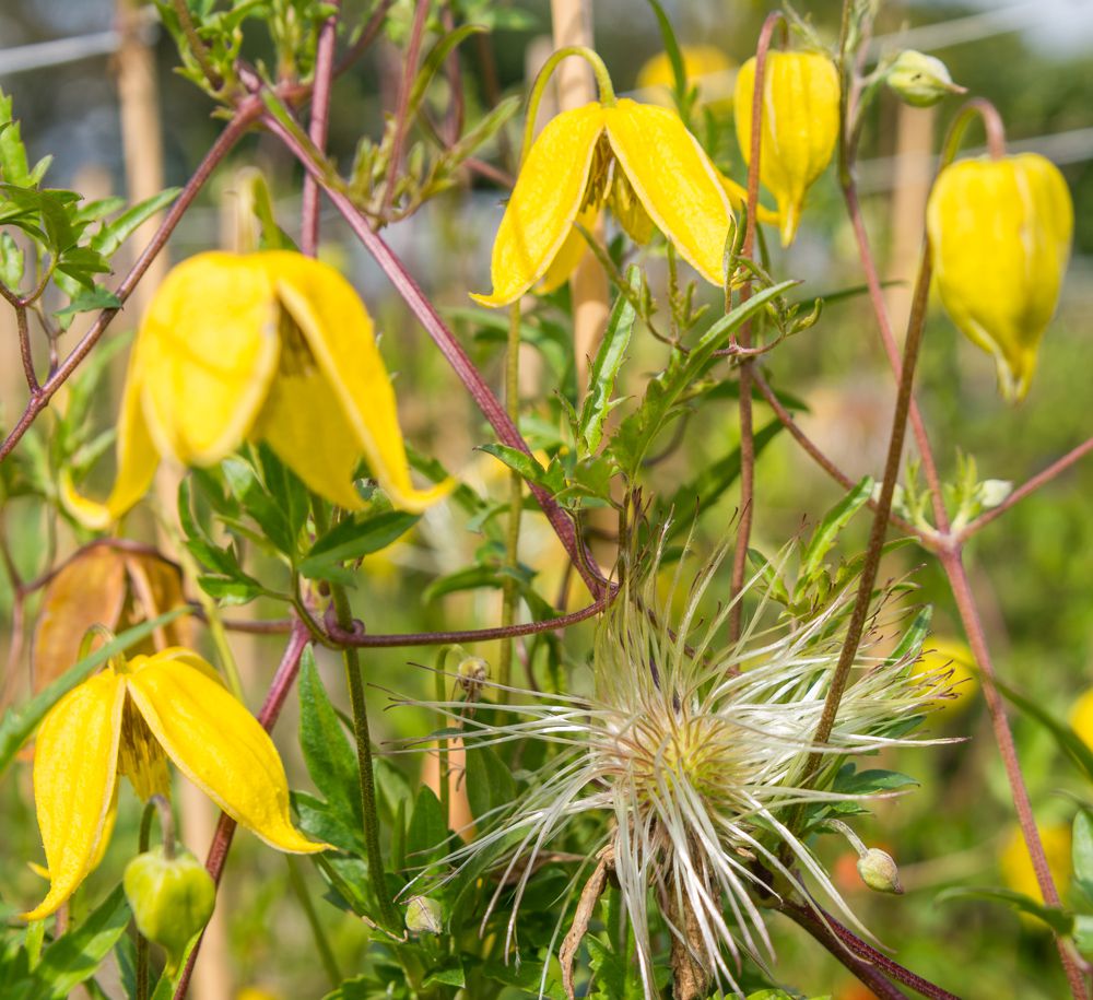 Waldrebe tangutica helios - Clematis tangutica helios günstig kaufen