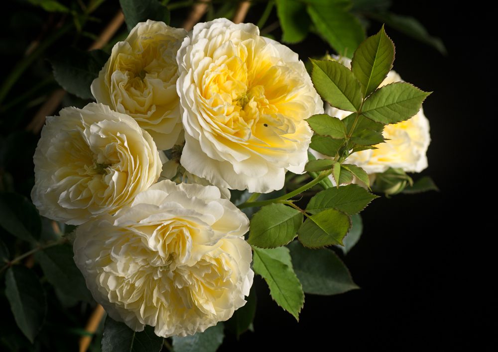 Rose The Pilgrim - Rosa The Pilgrim günstig kaufen