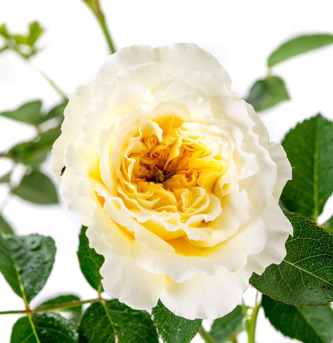 Rose The Pilgrim - Rosa The Pilgrim günstig kaufen