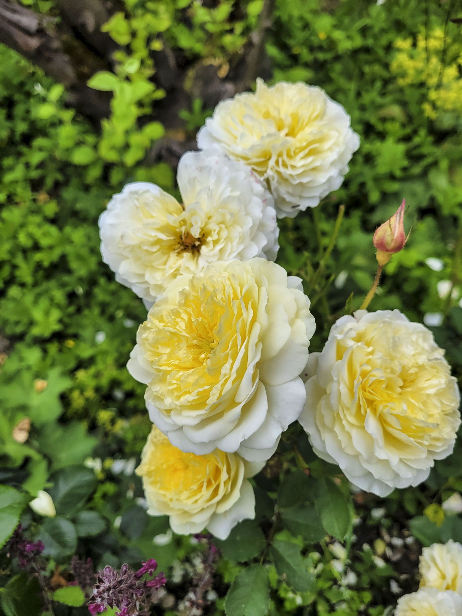 Rose The Pilgrim - Rosa The Pilgrim günstig kaufen