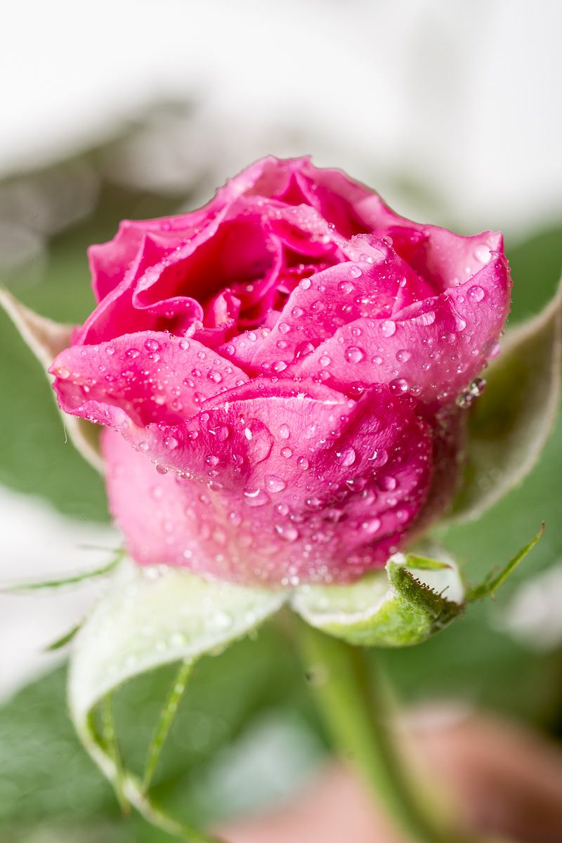 Rosa Radio Times - Rose Radio Times günstig online kaufen