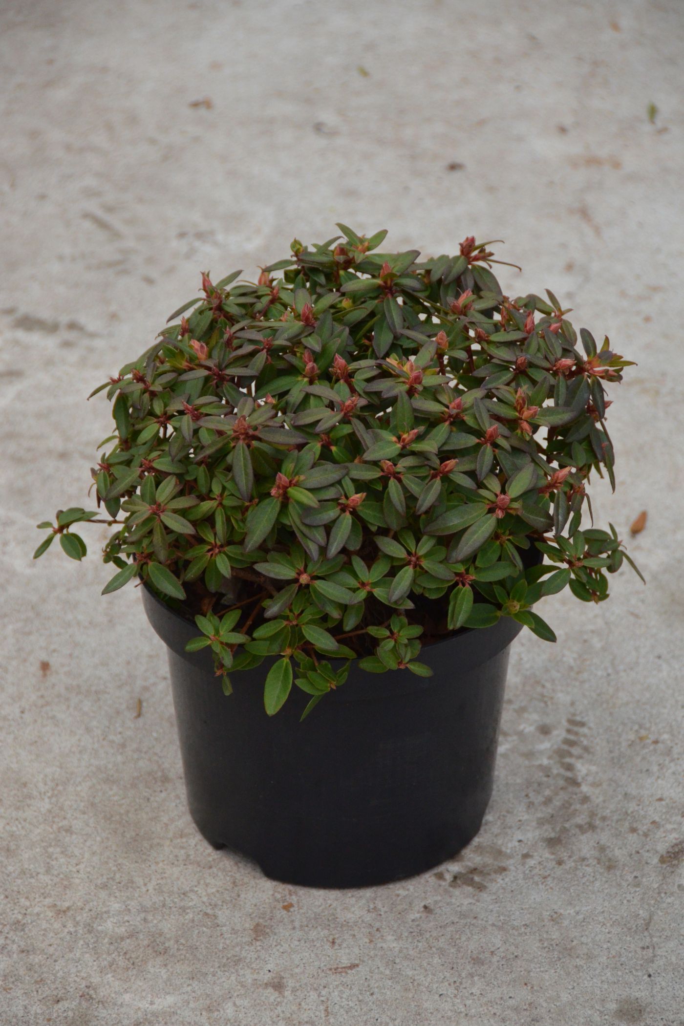 Rhododendron Patty Bee - Rhododendron keiskei Patty Bee günstig kaufen