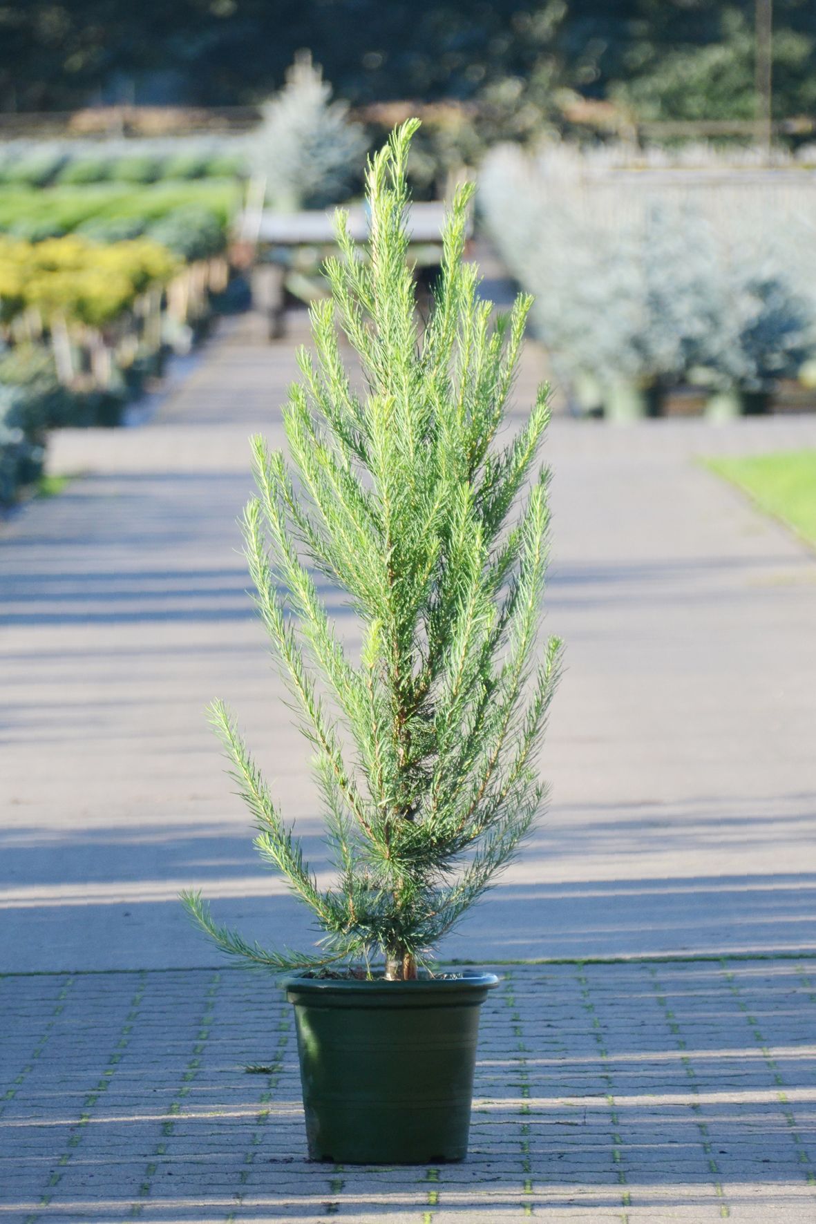 Japanische Lärche - Larix kaempferi günstig kaufen