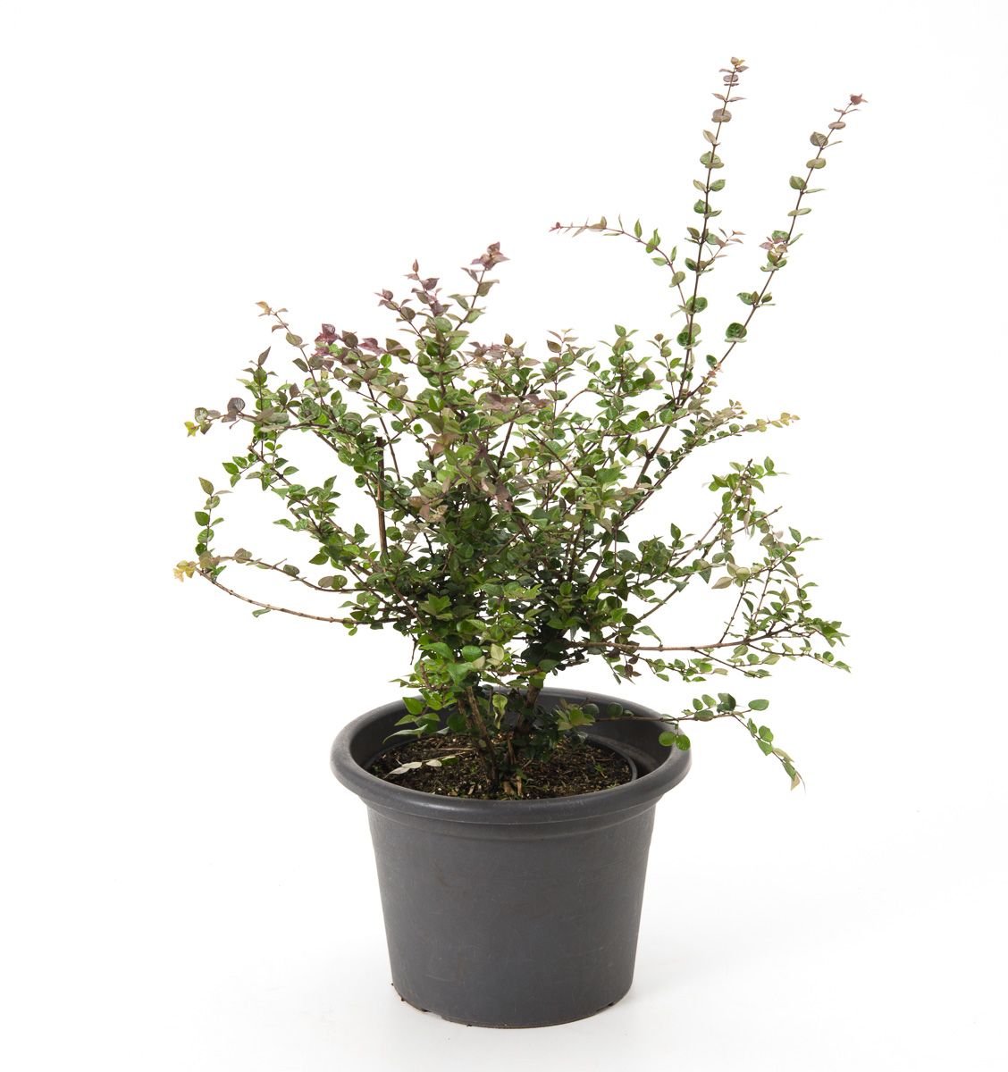 Heckenmyrthe Red Tip - Lonicera nitida Red Tip günstig kaufen