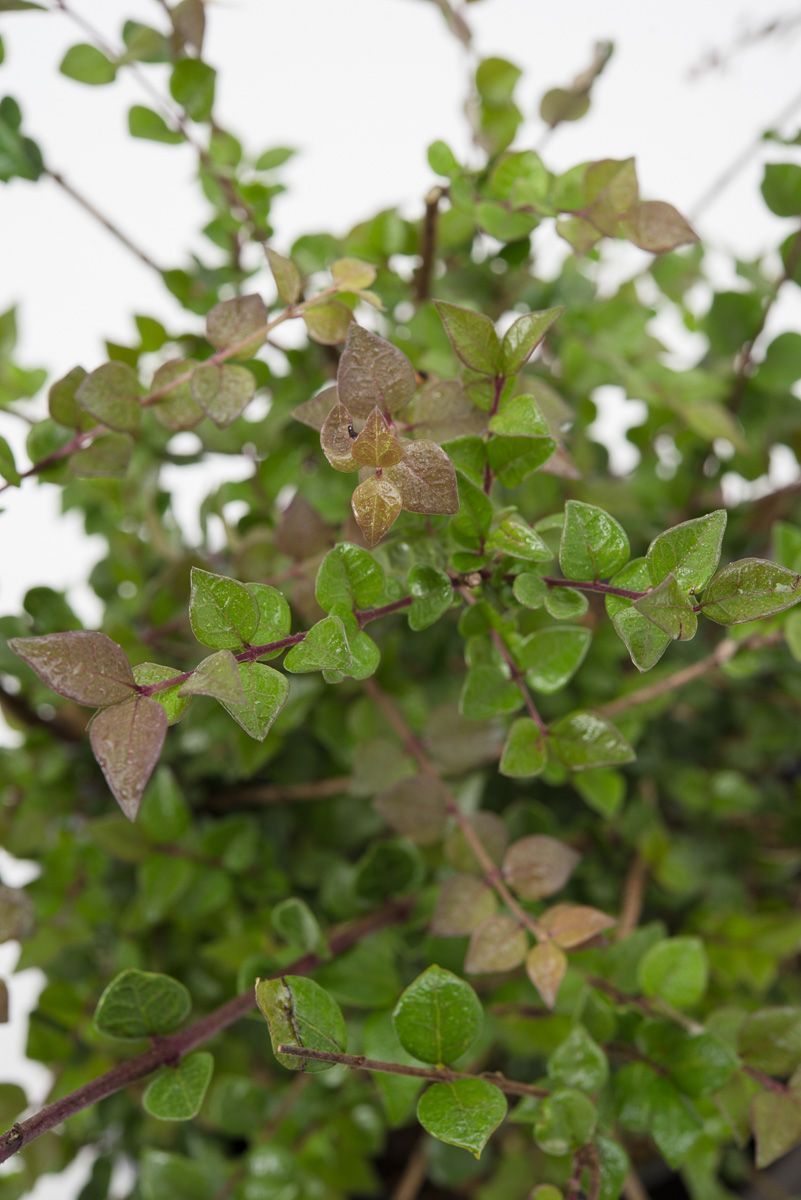 Heckenmyrthe Red Tip - Lonicera nitida Red Tip günstig kaufen