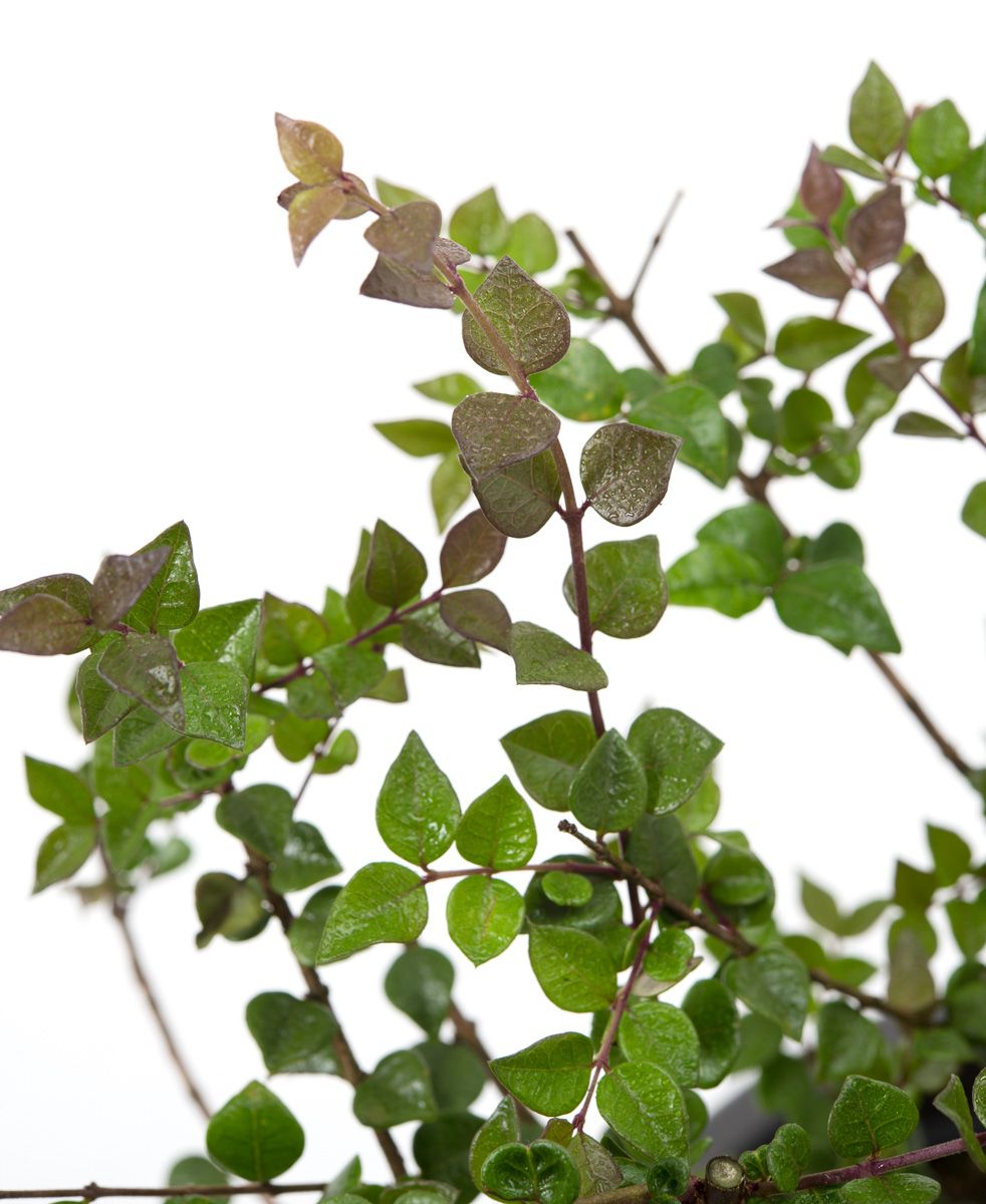 Heckenmyrthe Red Tip - Lonicera nitida Red Tip günstig kaufen