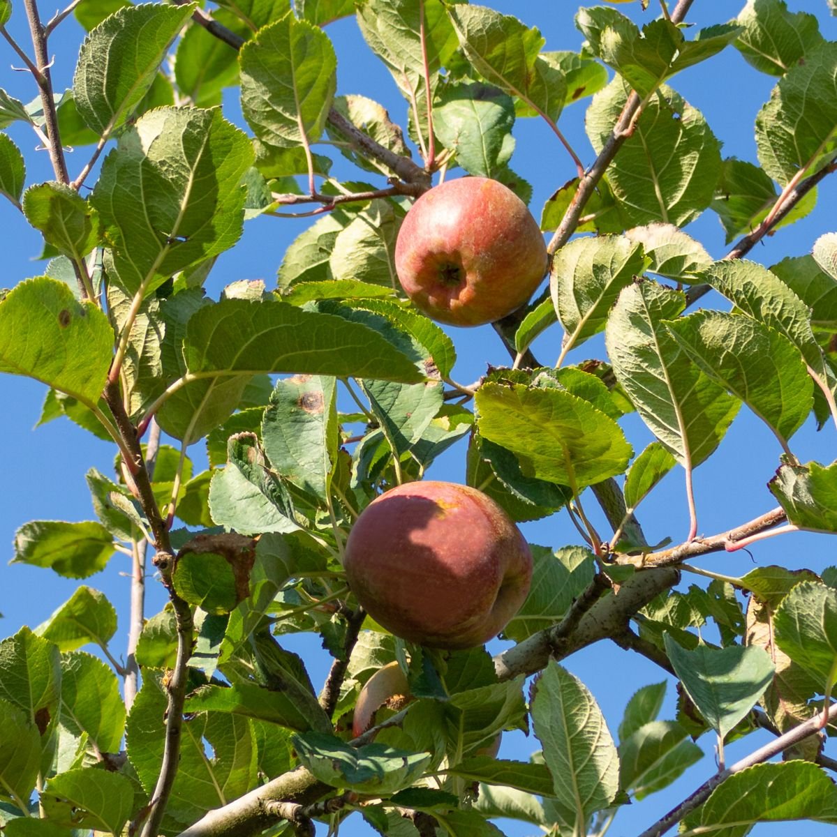 Apfel Roter Boskoop Typ Herr - Malus Roter Boskoop Typ Herr günstig kaufen