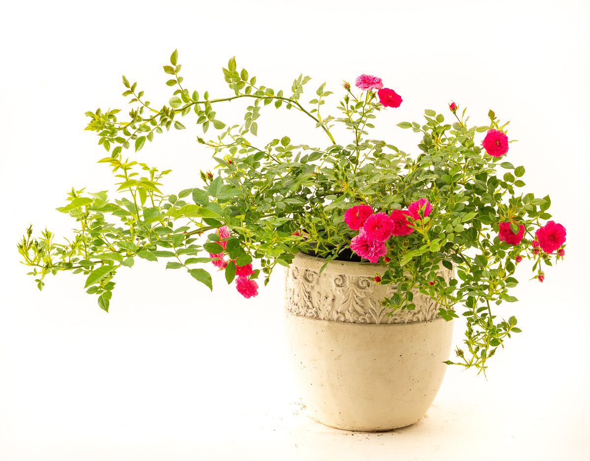 Bodendeckerrose Knirps - Rosa Knirps ® günstig kaufen