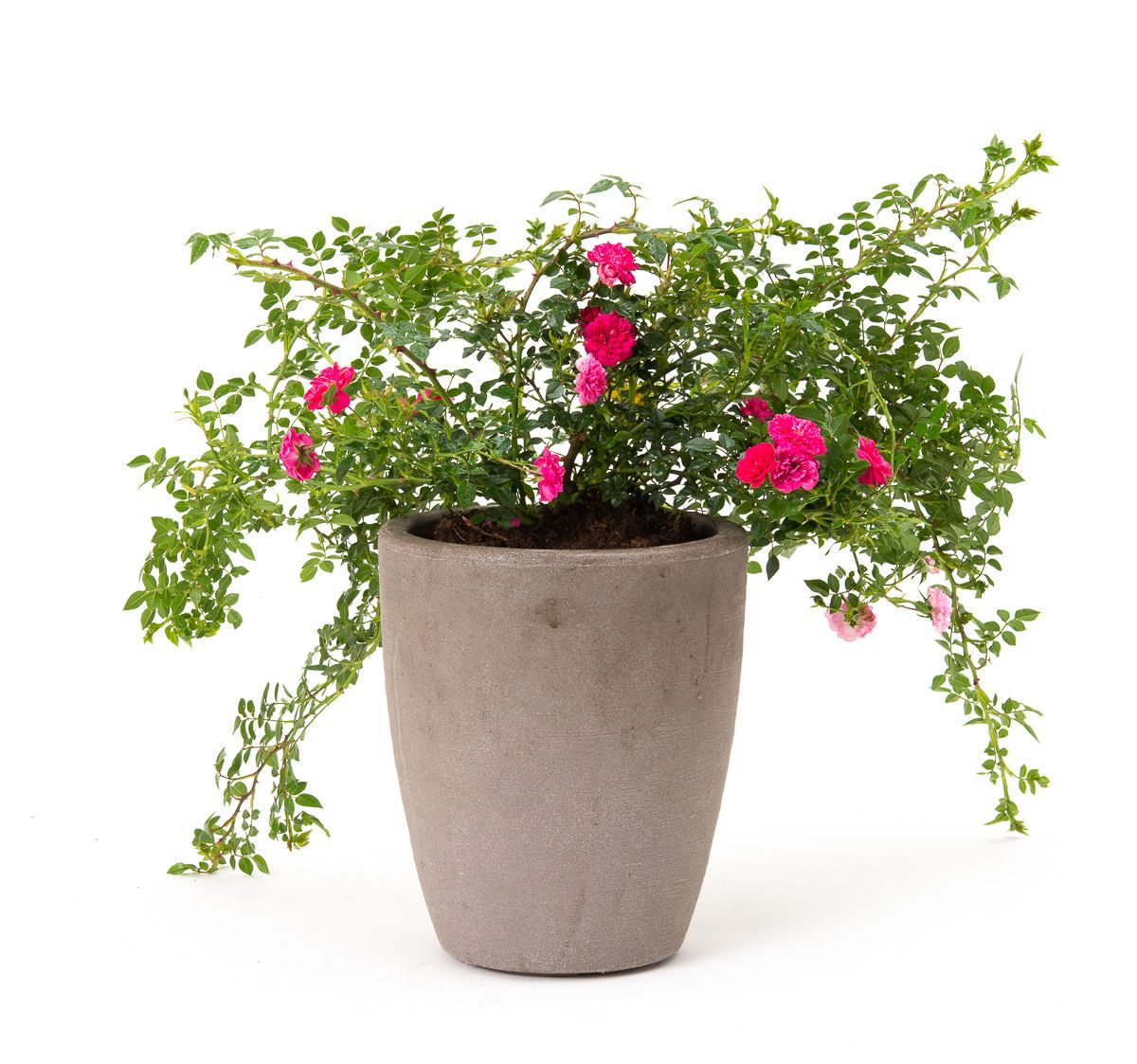 Bodendeckerrose Knirps - Rosa Knirps ® günstig kaufen