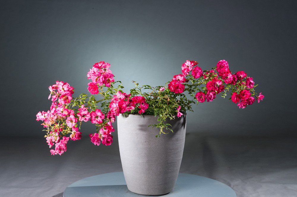 Bodendeckerrose Knirps - Rosa Knirps ® günstig kaufen