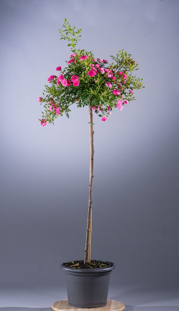 Bodendeckerrose Knirps - Rosa Knirps ® günstig kaufen