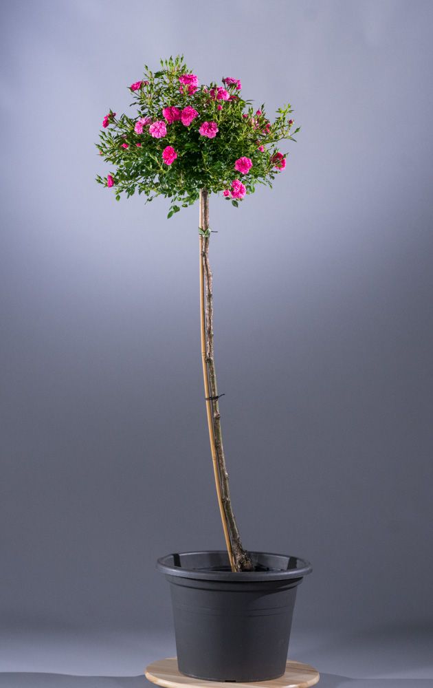 Bodendeckerrose Knirps - Rosa Knirps ® günstig kaufen