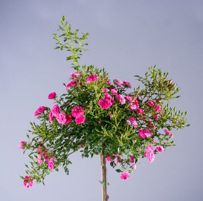 Bodendeckerrose Knirps - Rosa Knirps ® günstig kaufen