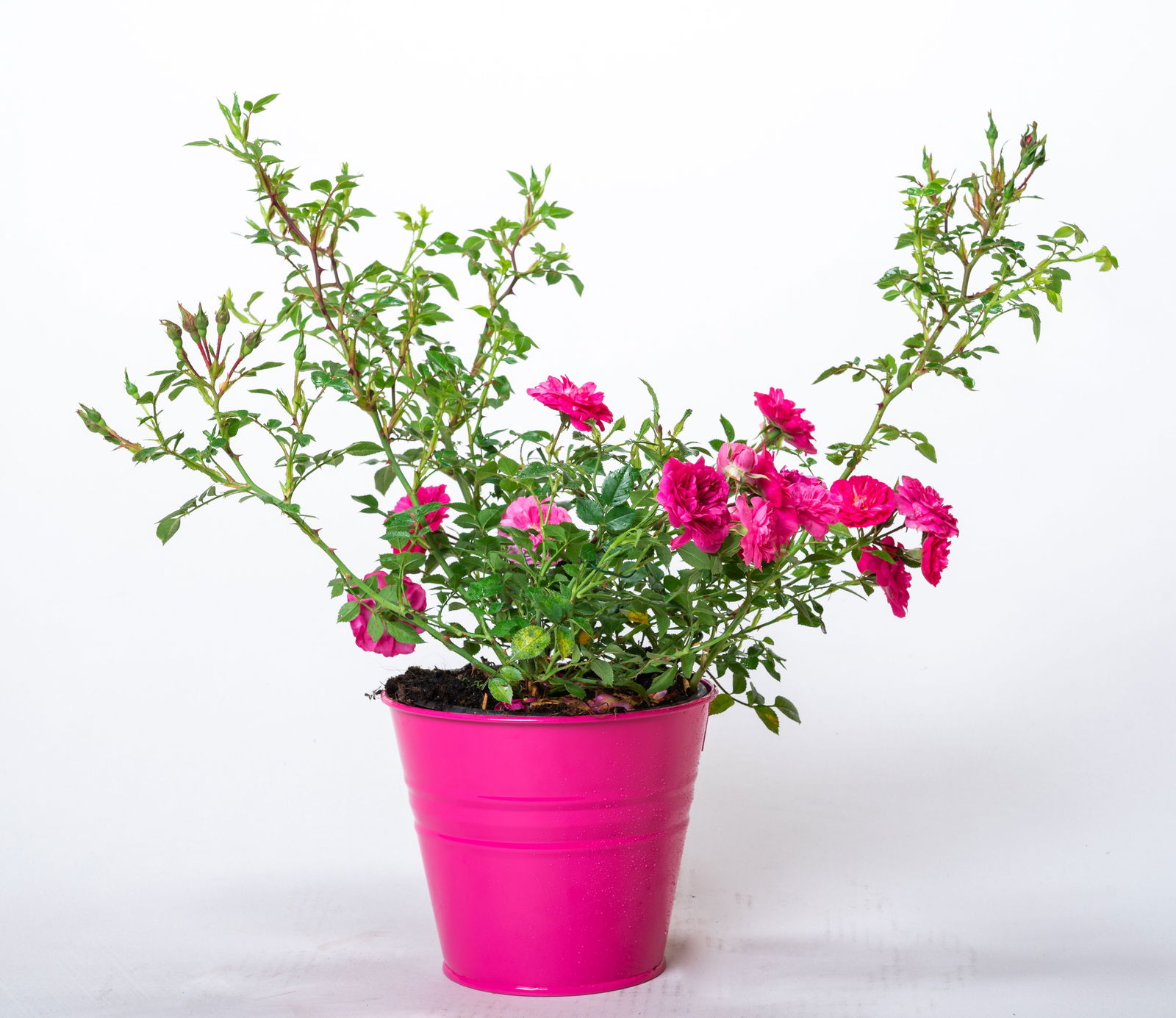 Bodendeckerrose Knirps - Rosa Knirps ® günstig kaufen