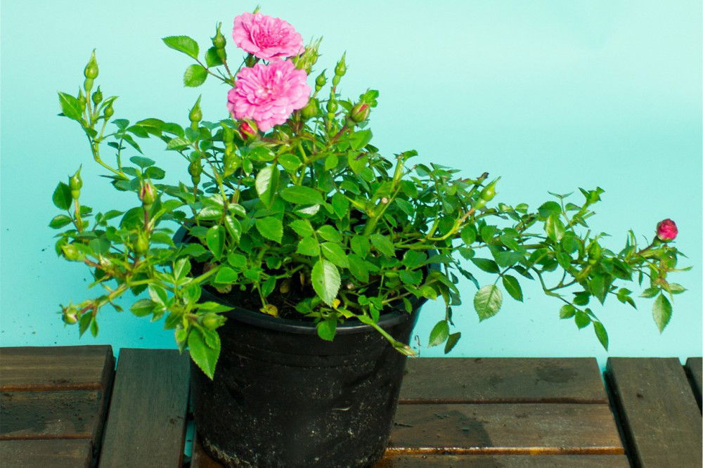 Bodendeckerrose Knirps - Rosa Knirps ® günstig kaufen