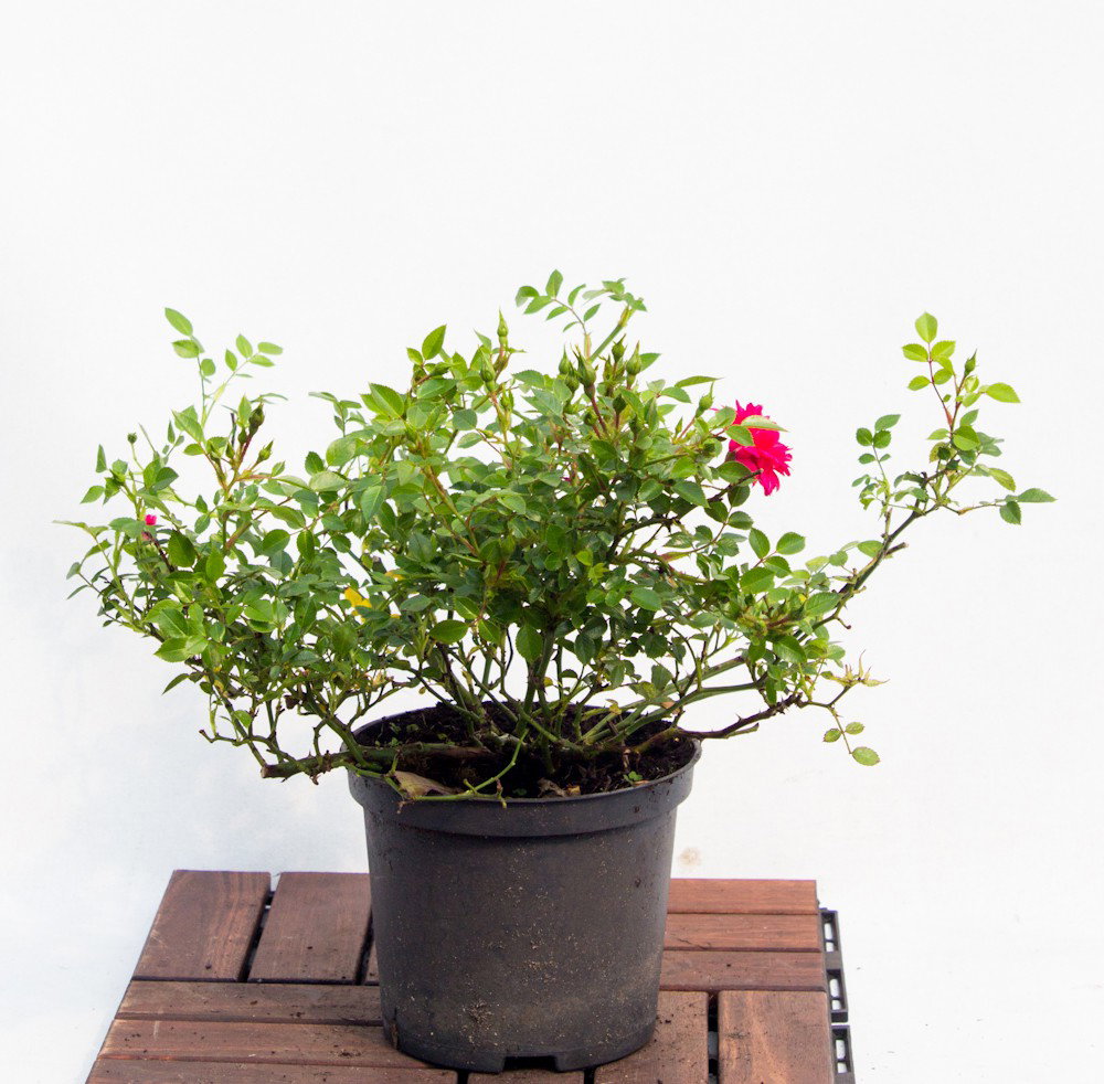 Bodendeckerrose Knirps - Rosa Knirps ® günstig kaufen