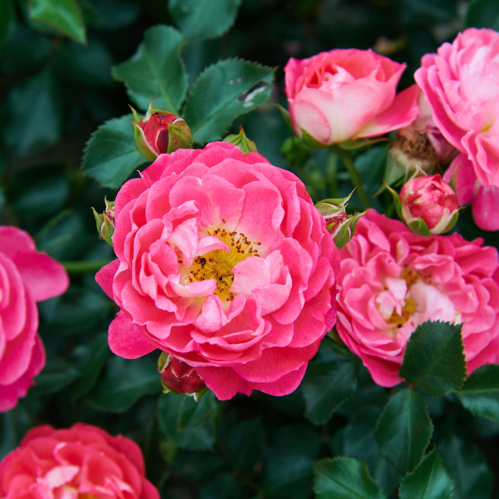 Rose Little Sunset ® - Rosa Little Sunset ® günstig kaufen