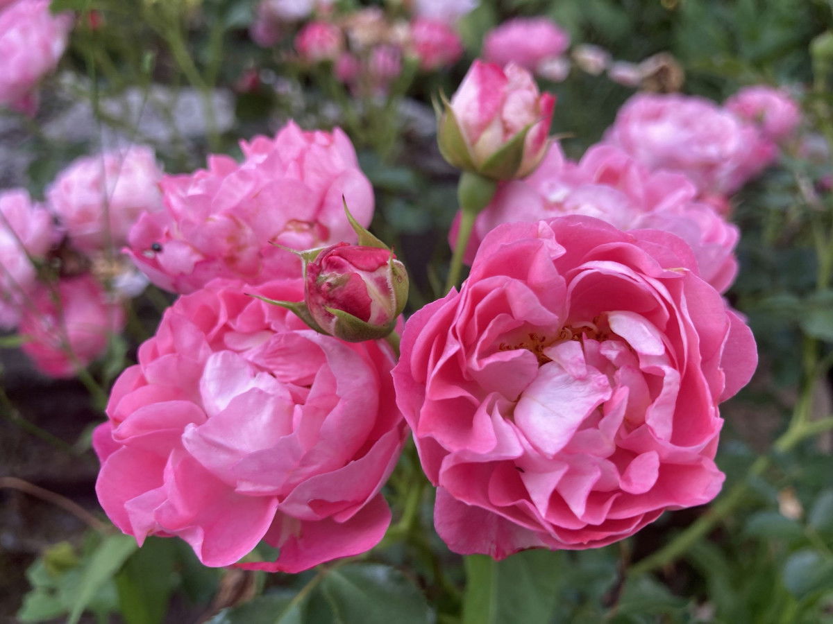 Rose Charmant® - Rosa Charmant® günstig kaufen