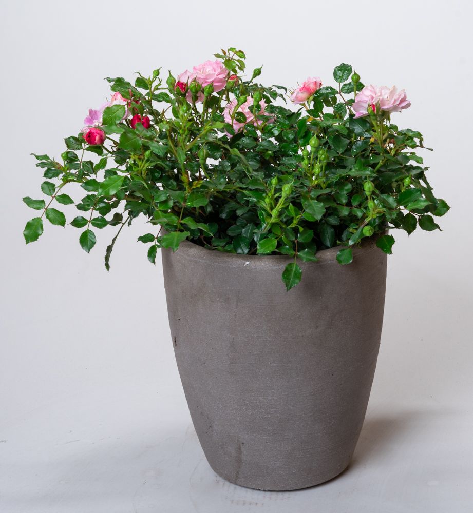 Rose Charmant® - Rosa Charmant® günstig kaufen