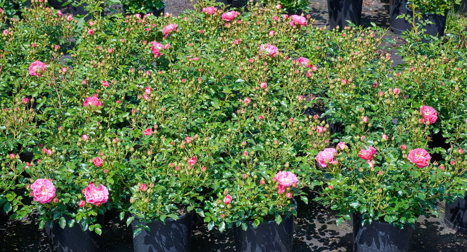 Rose Charmant® - Rosa Charmant® günstig kaufen