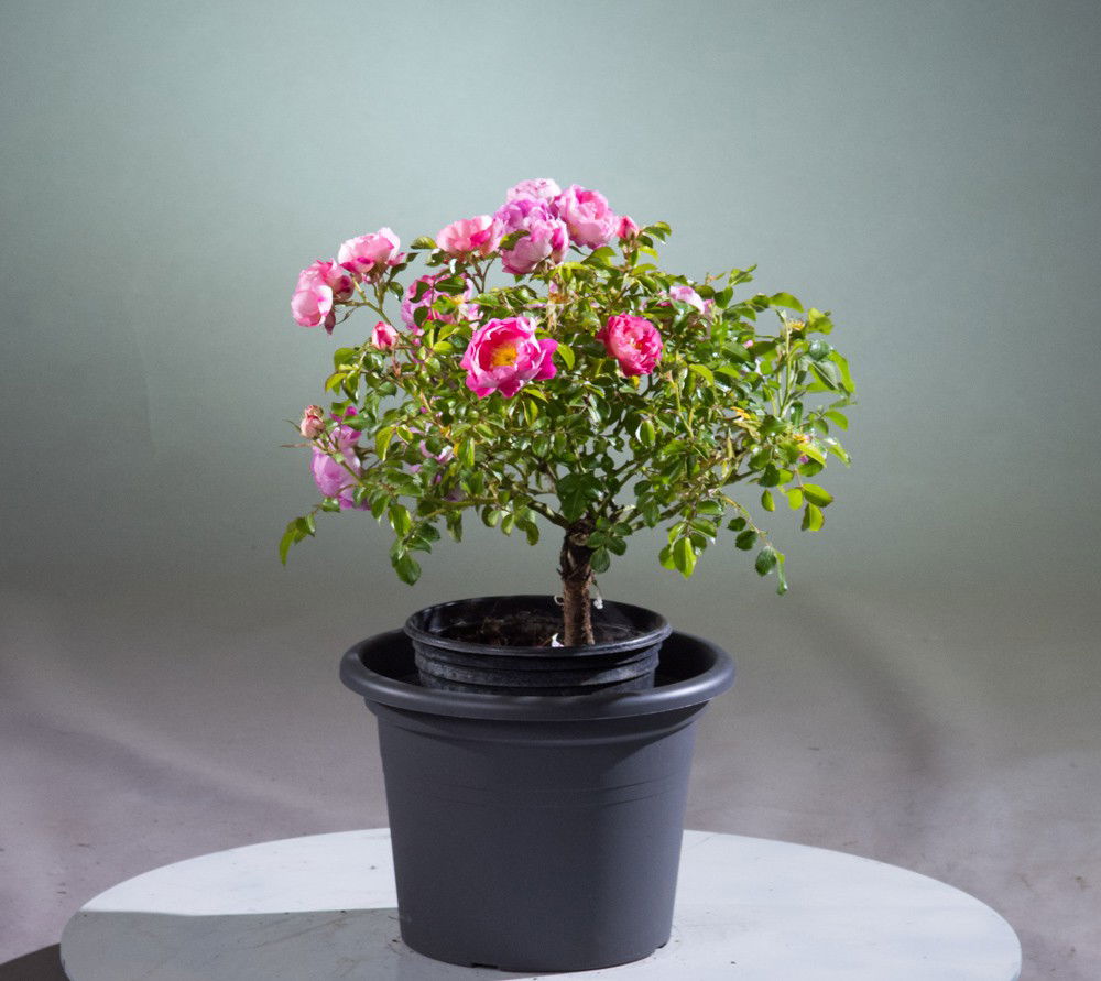 Rose Charmant® - Rosa Charmant® günstig kaufen