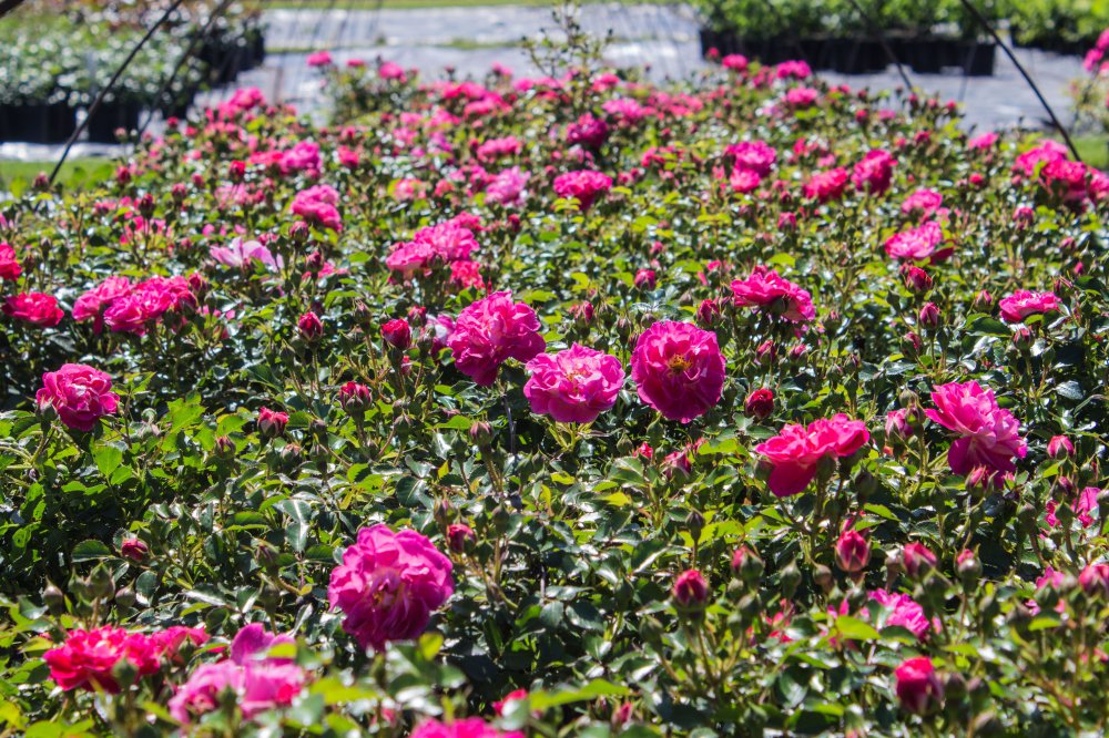 Rose Charmant® - Rosa Charmant® günstig kaufen