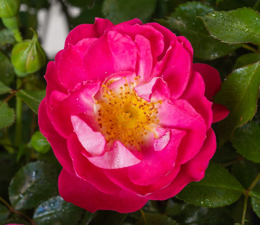 Rose Charmant® - Rosa Charmant® günstig kaufen