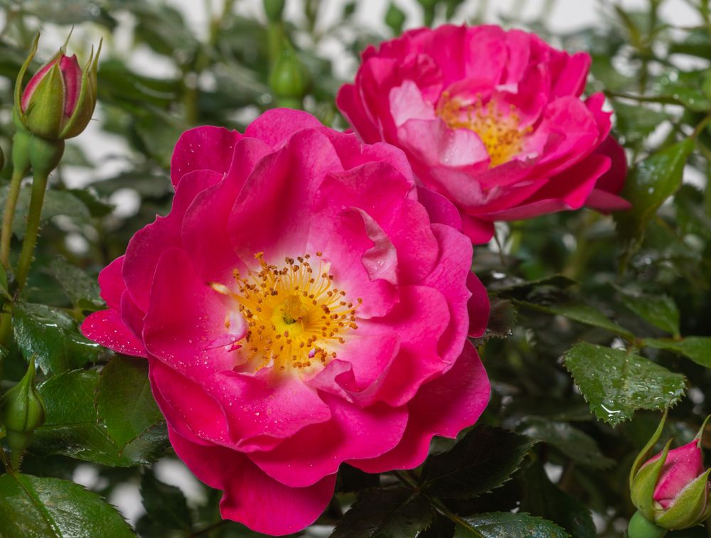 Rose Charmant® - Rosa Charmant® günstig kaufen