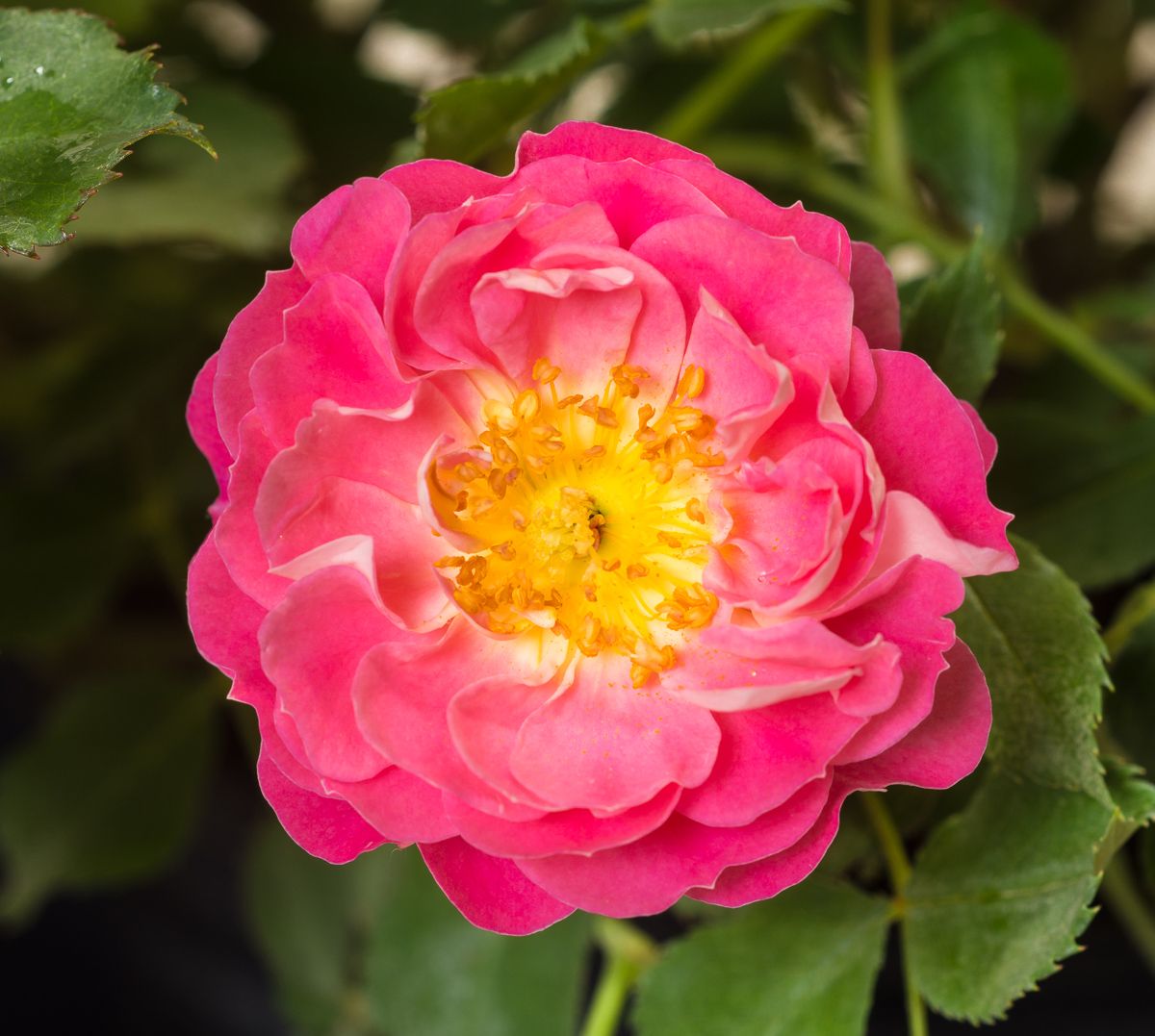 Rose Charmant® - Rosa Charmant® günstig kaufen