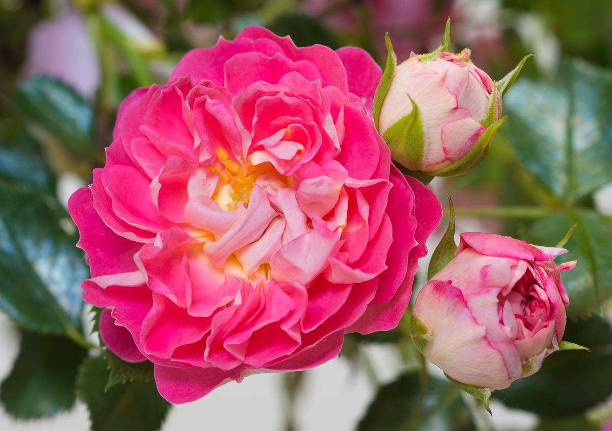 Rose Charmant® - Rosa Charmant® günstig kaufen