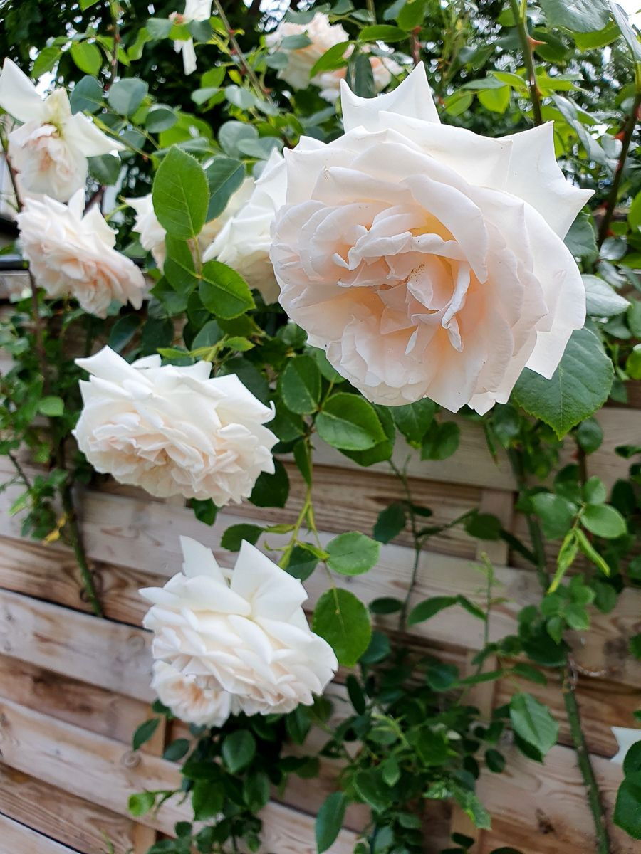 Kletterrose Penny Lane - Rosa Penny Lane günstig kaufen