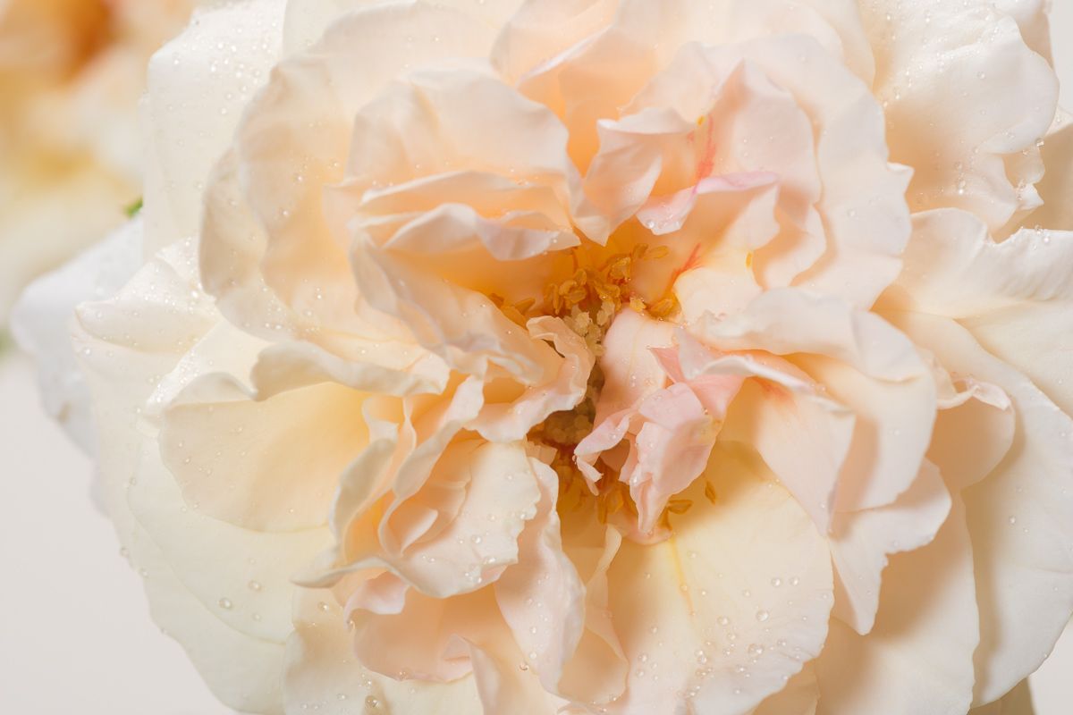 Kletterrose Penny Lane - Rosa Penny Lane günstig kaufen