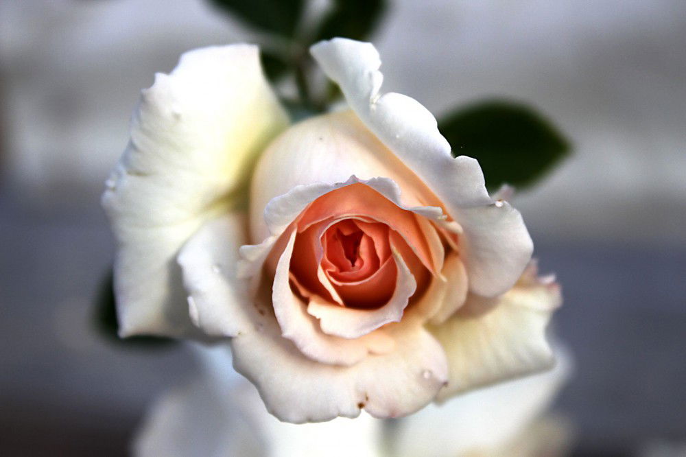 Kletterrose Penny Lane - Rosa Penny Lane günstig kaufen