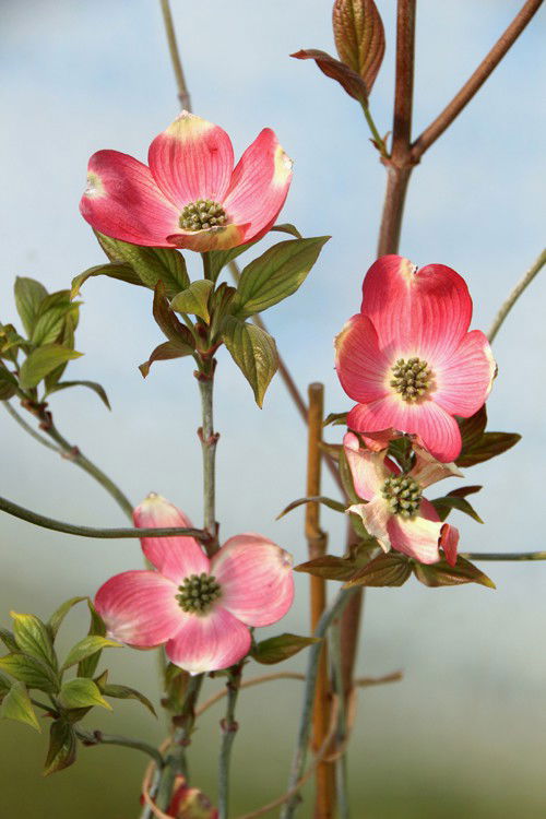 Hartriegel Red Giant - Cornus florida Red Giant günstig kaufen