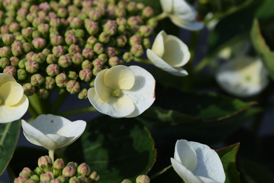 Hortensie Libelle - Hydrangea macrophylla Libelle günstig kaufen