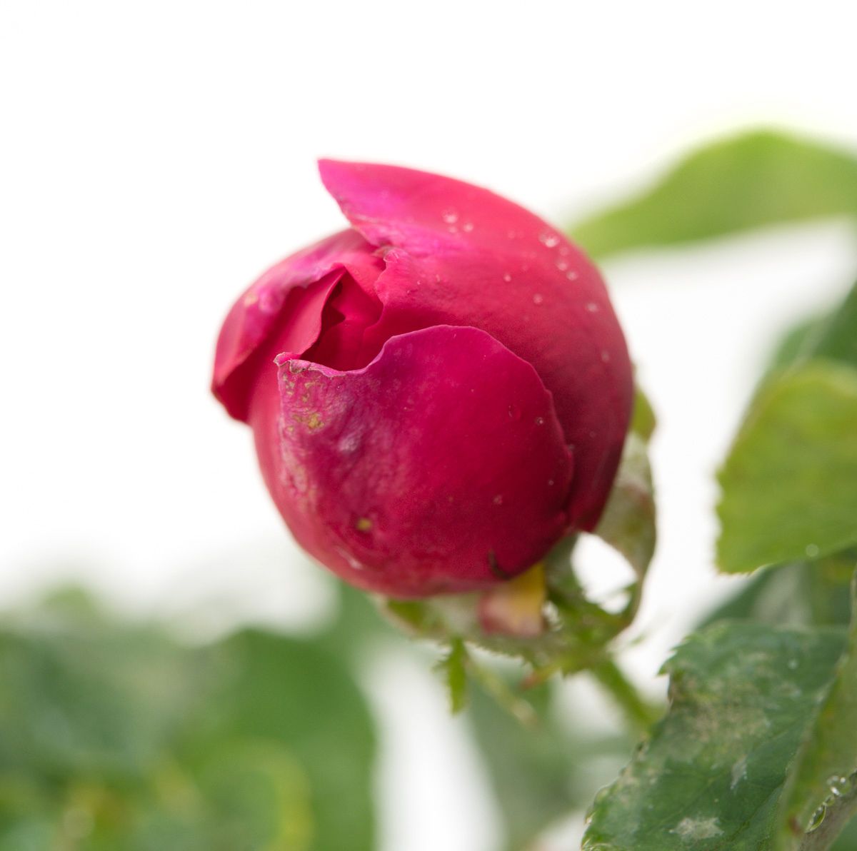 Strauchrose Othello - Rosa Othello günstig kaufen