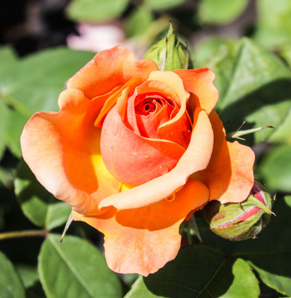 Englische Rose Charles Austin - Rosa Charles Austin günstig kaufen