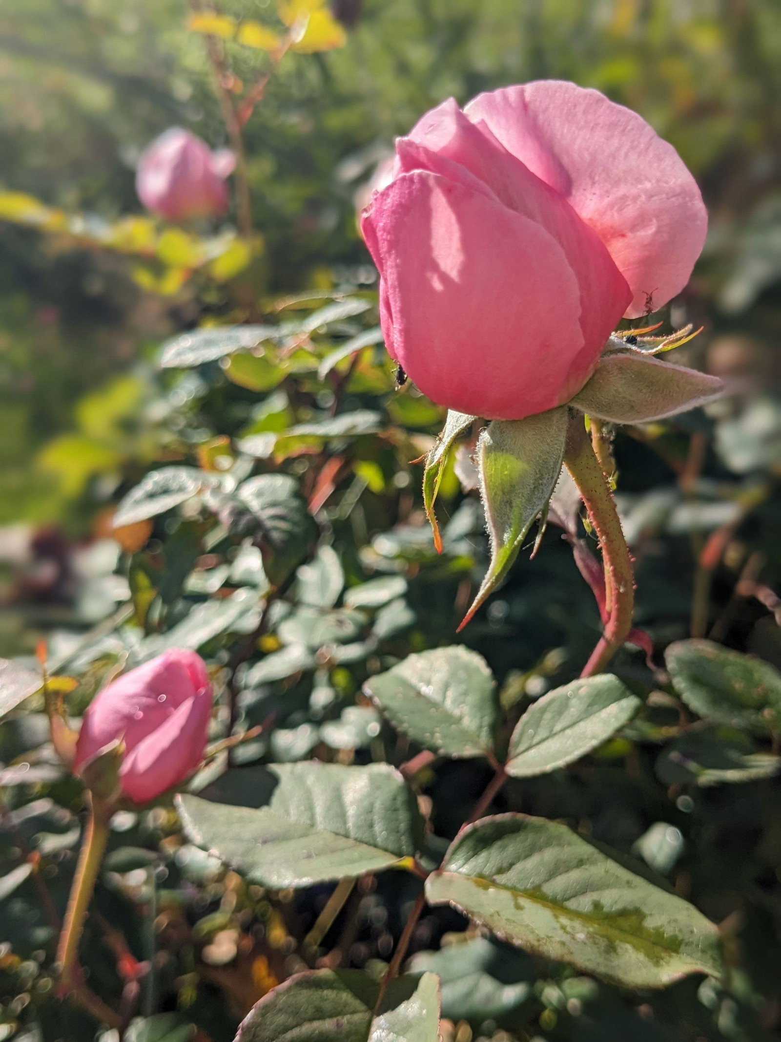 Rose Heritage - Rosa Heritage günstig kaufen