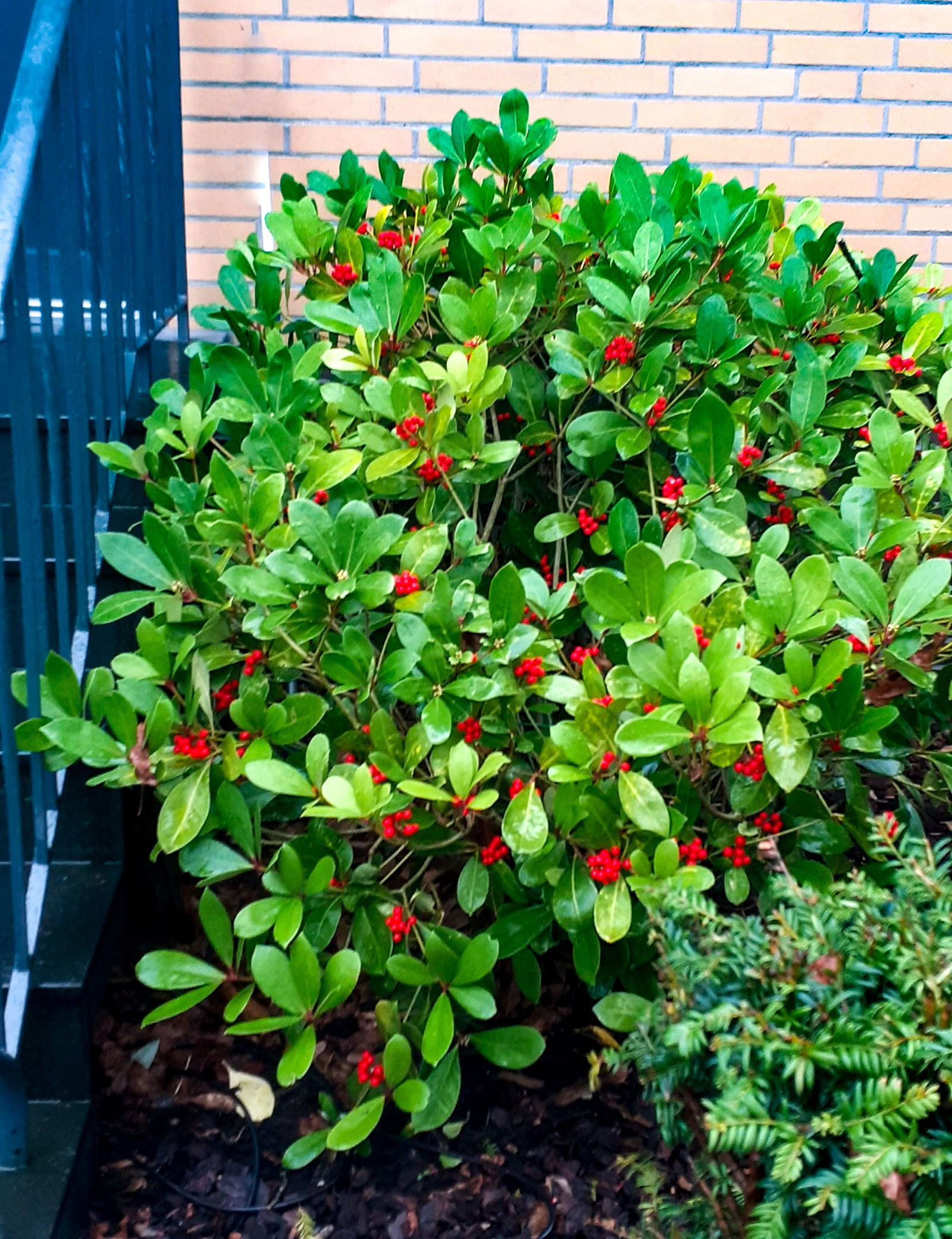 Japanische Skimmie - Skimmia reevesiana günstig kaufen