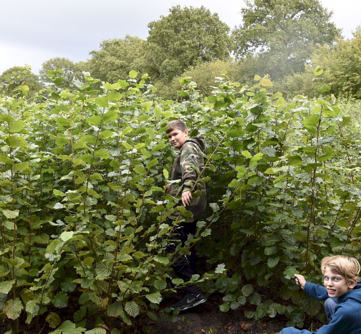 Haselnuss-Strauch - Corylus avellana günstig kaufen